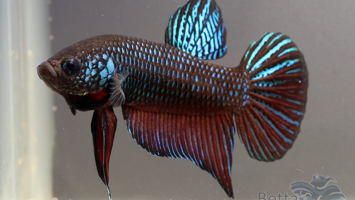 Wildbetta