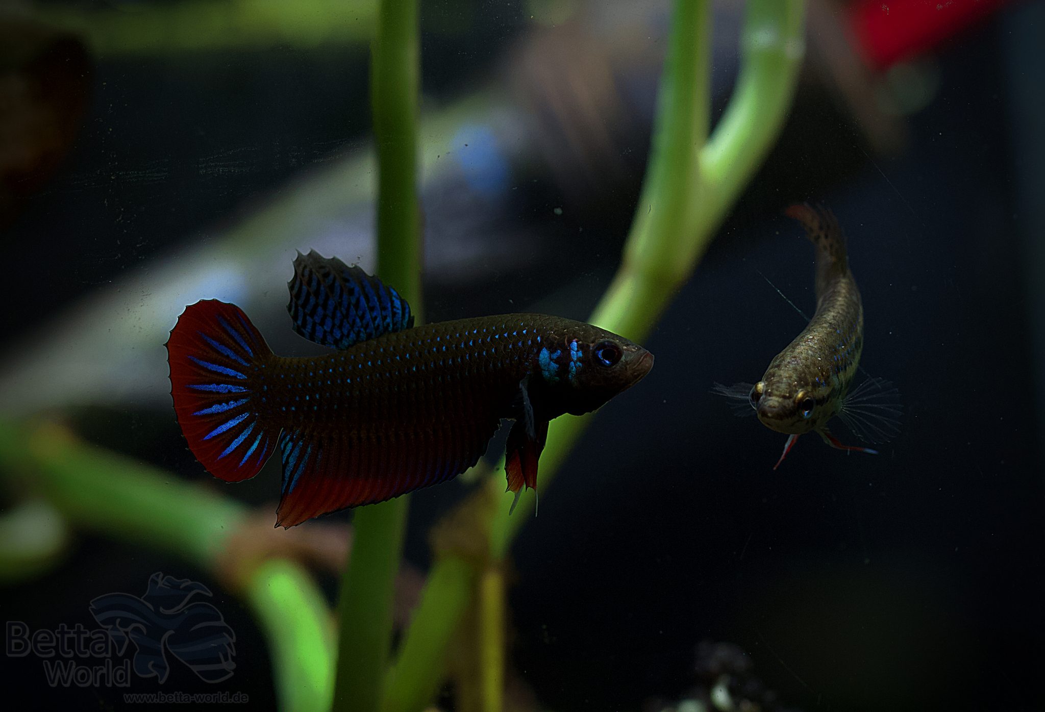 Betta imbellis