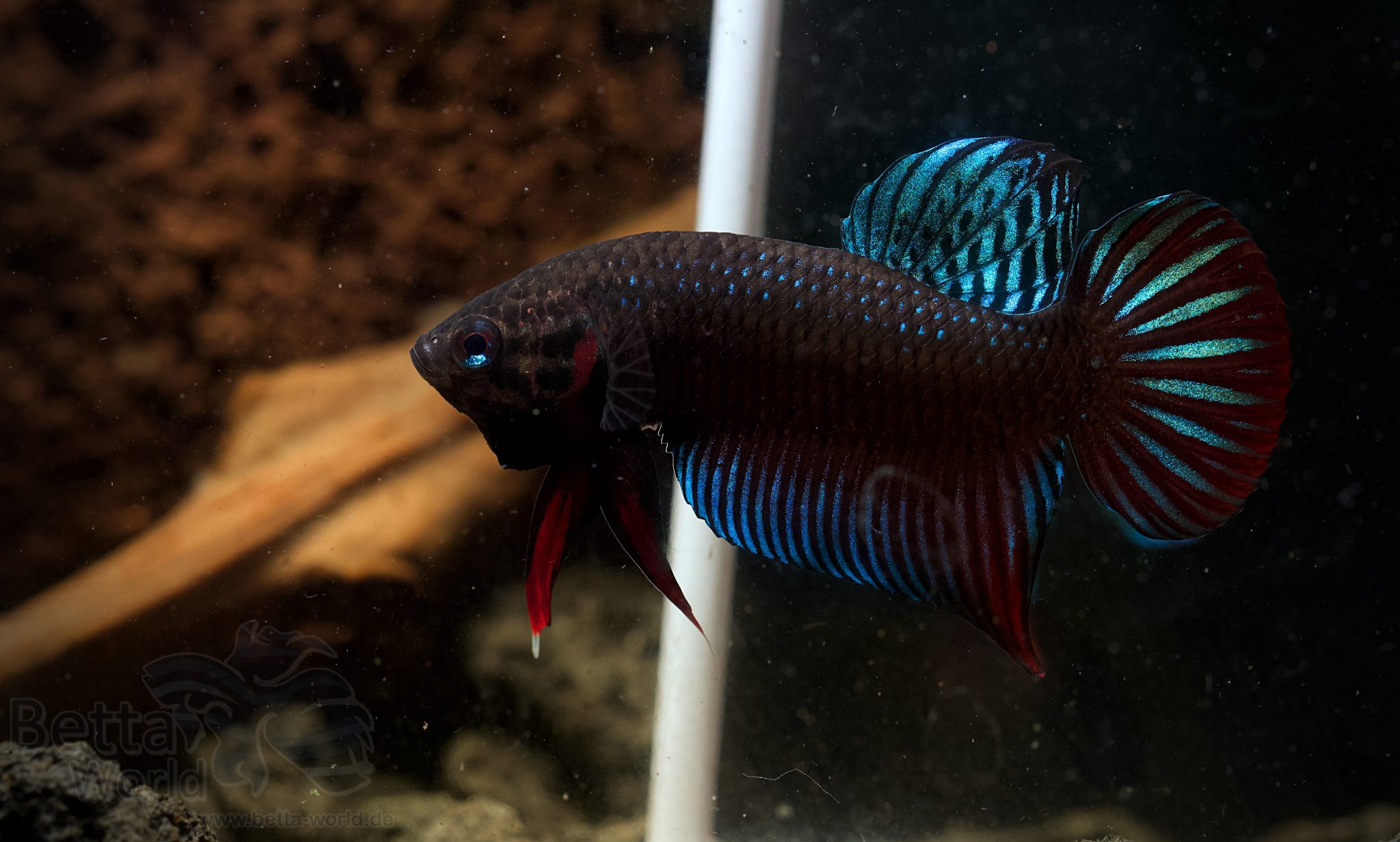 Betta splendens Wildform
