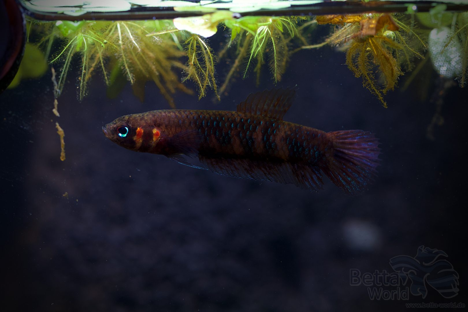 Betta hendra