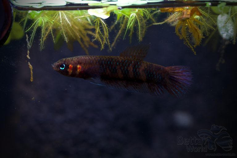 Betta hendra