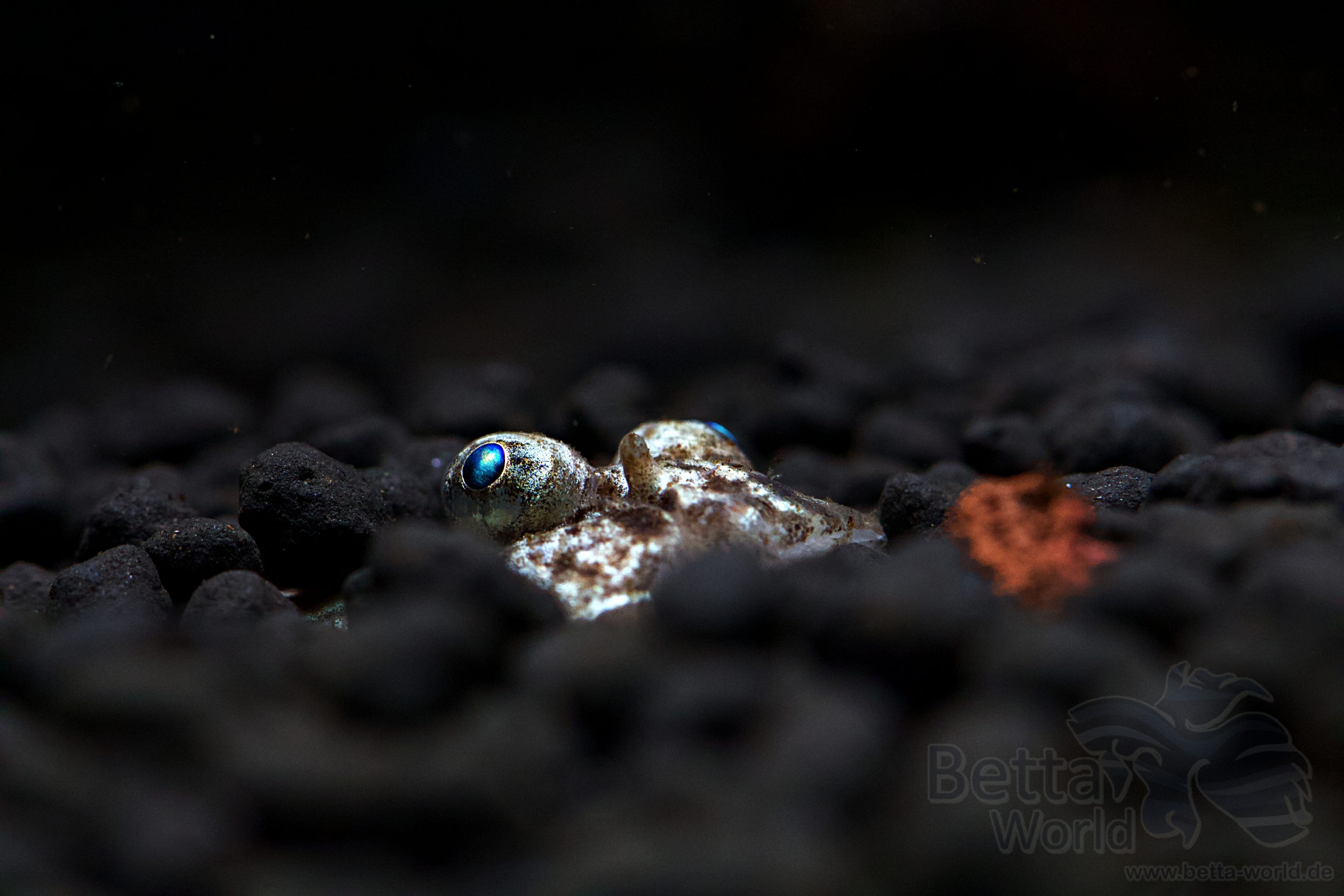 Brachius villosus -Süßwasserflunder