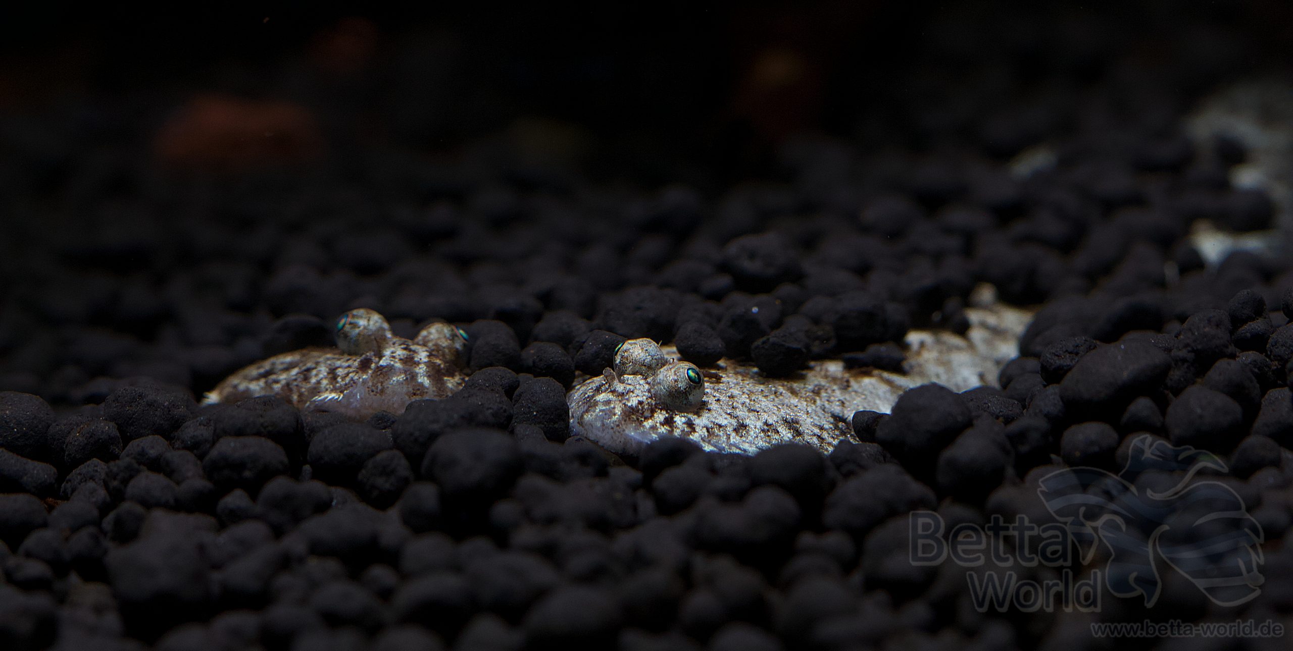 Brachius villosus -Süßwasserflunder