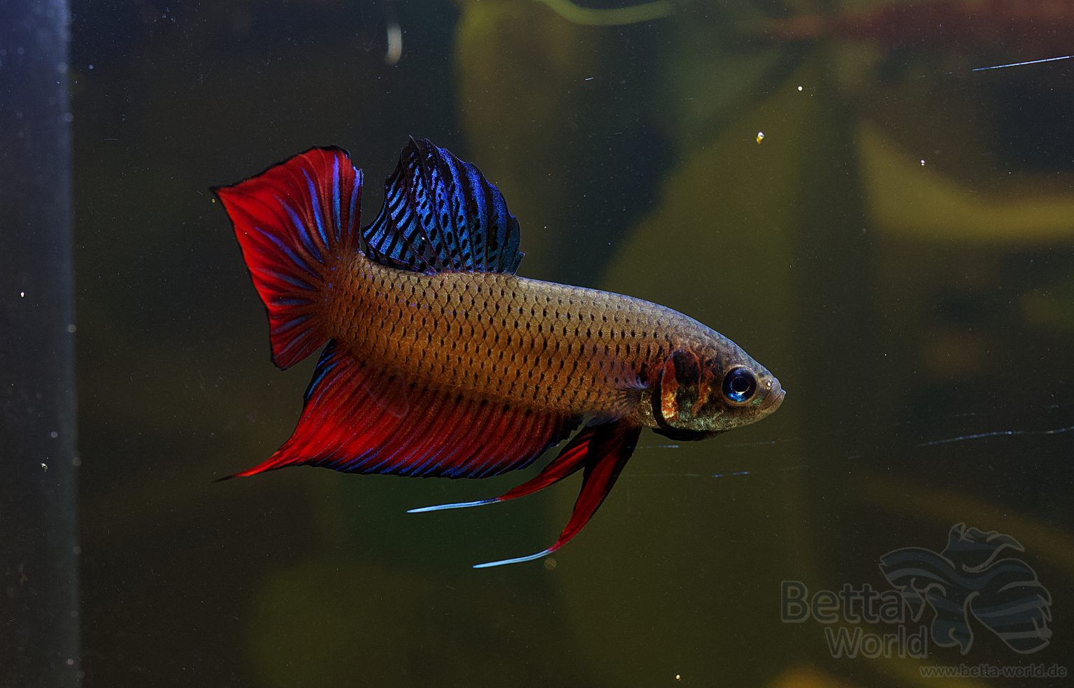 Betta splendens 'Nonthaburi'